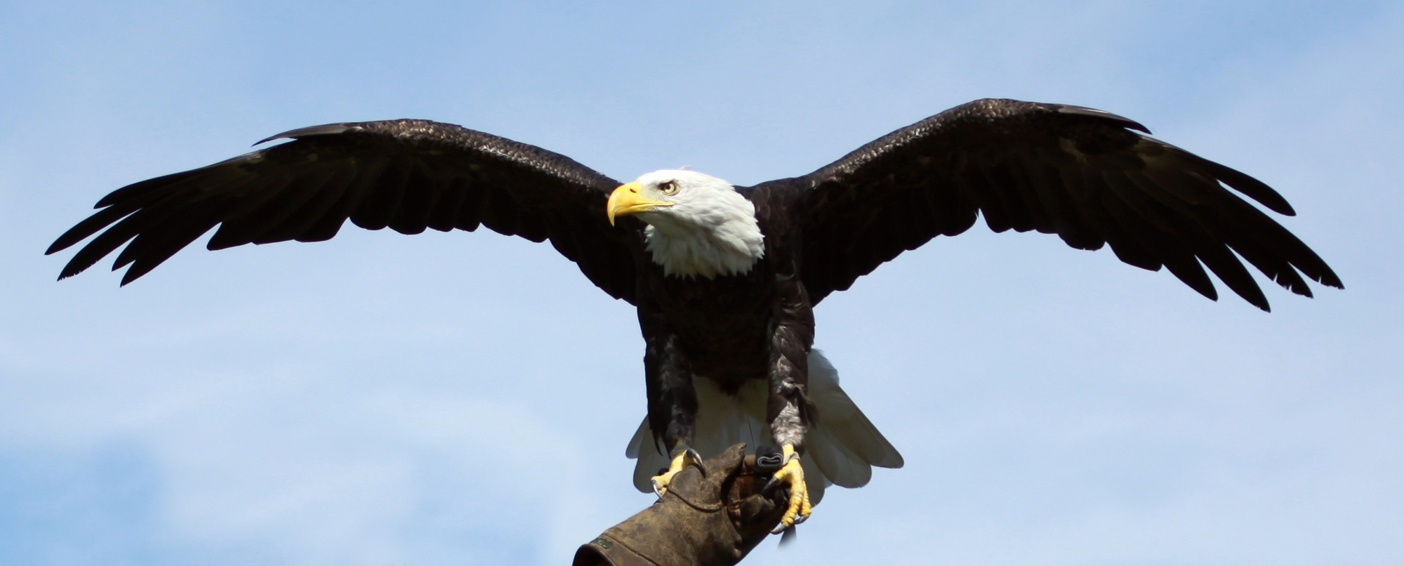 Eagles of Paradise Display - Paradise Park