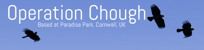 Operation Chough webcams GO LIVE! - Paradise Park