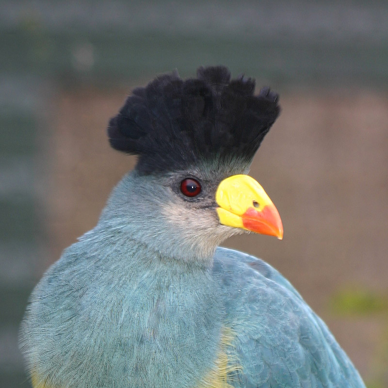 Great Blue Touraco - Paradise Park