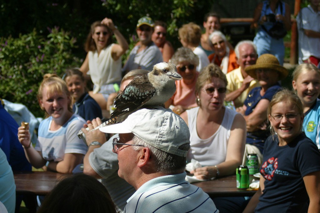 Free Flying Bird Show summer 2020 - Paradise Park
