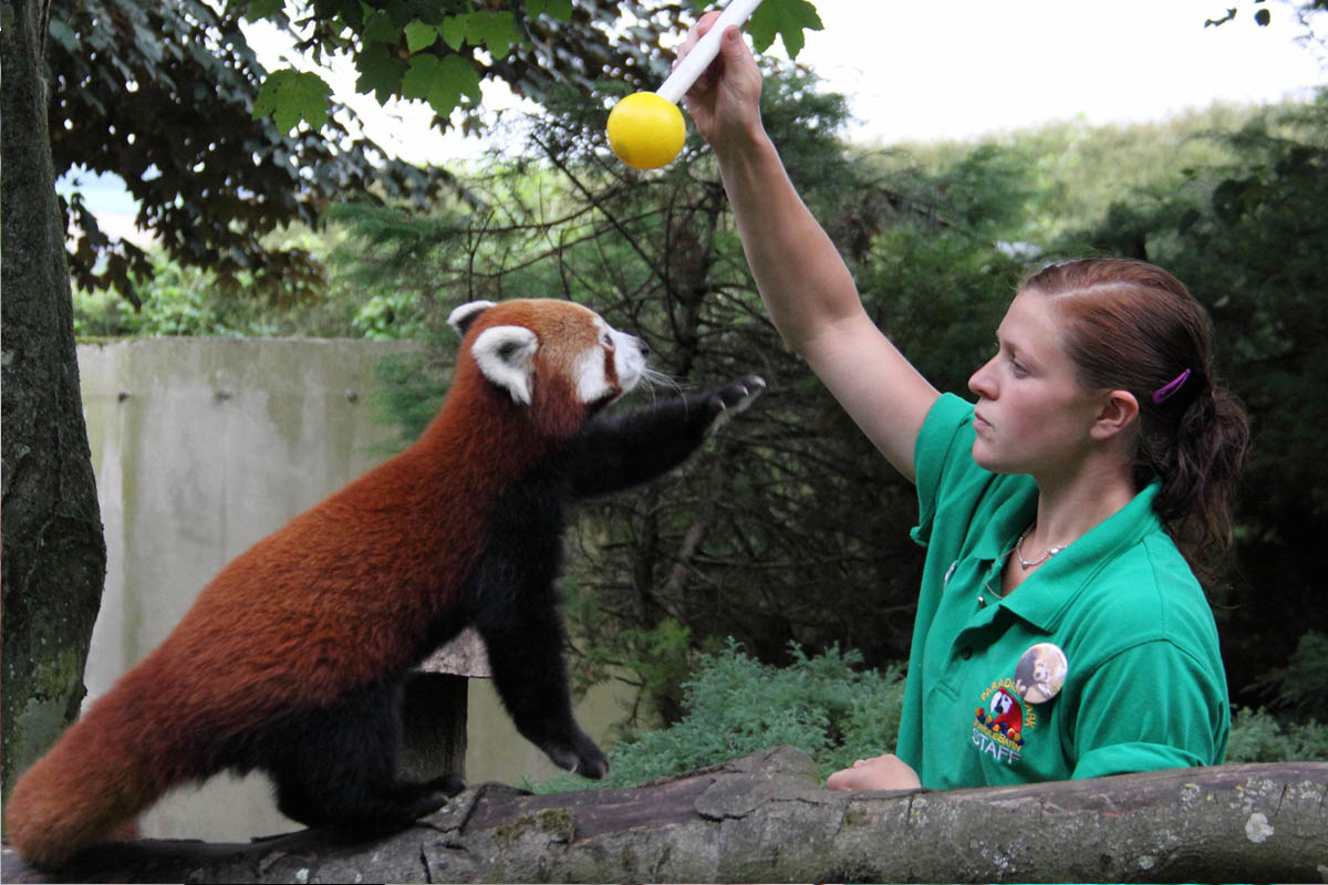 Red Panda Cubs make journey to Germany - Paradise Park