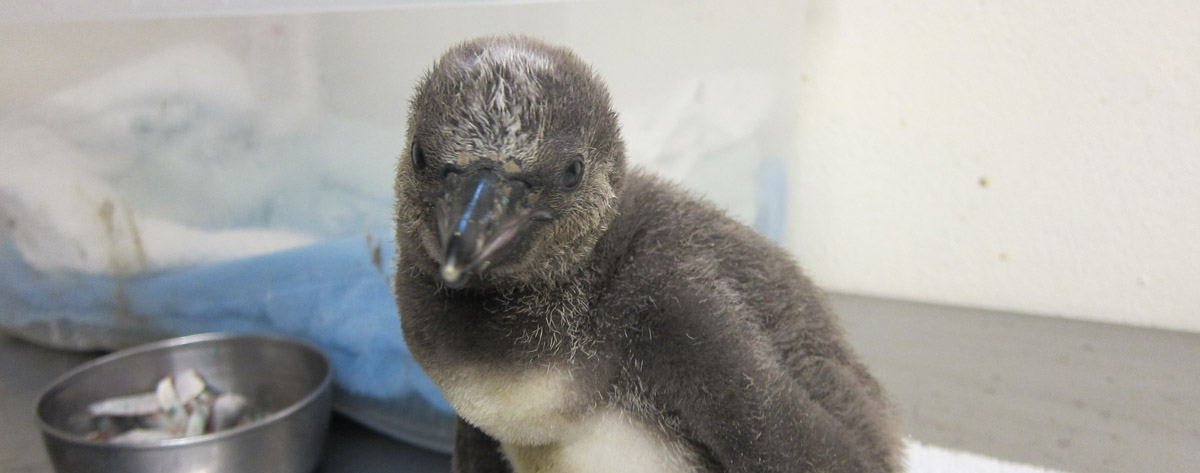 Penguin chick hand-reared - Paradise Park