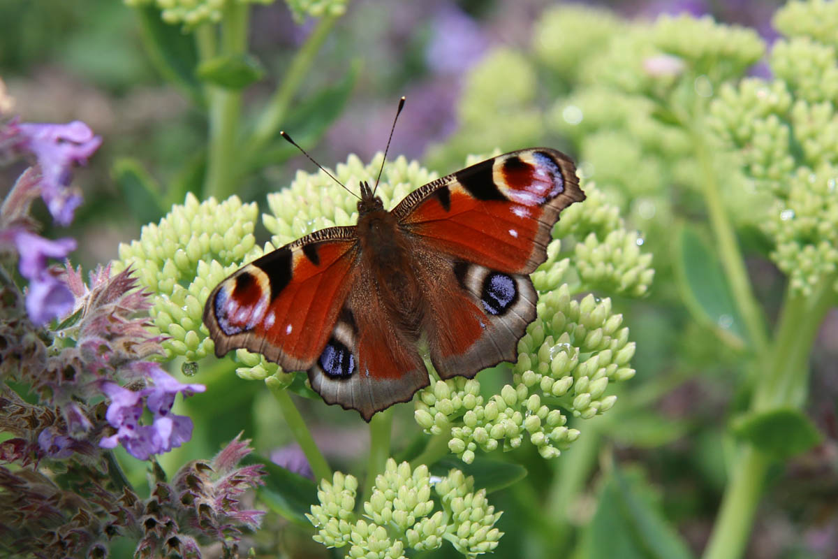 Native Wildlife - Paradise Park