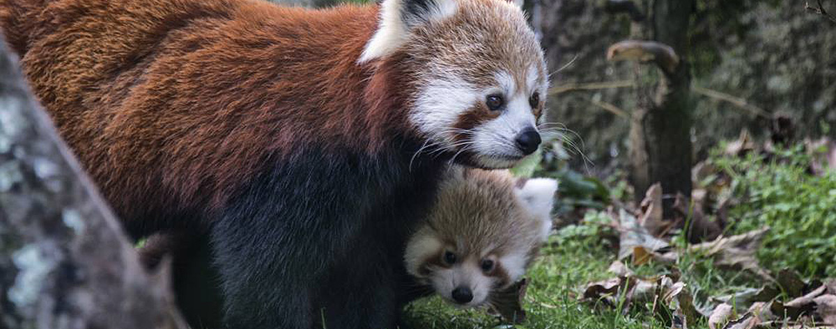 Red Panda Cub First Trip Outside - Paradise Park