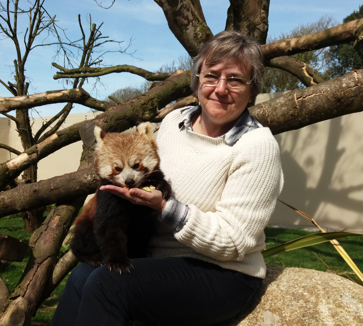 The Red Panda Experience - Paradise Park
