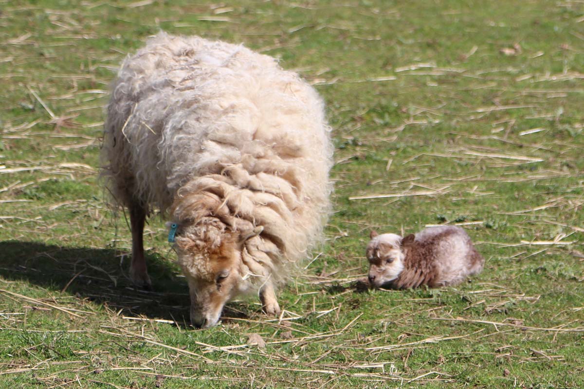 Cute Ouessant lamb born - Paradise Park
