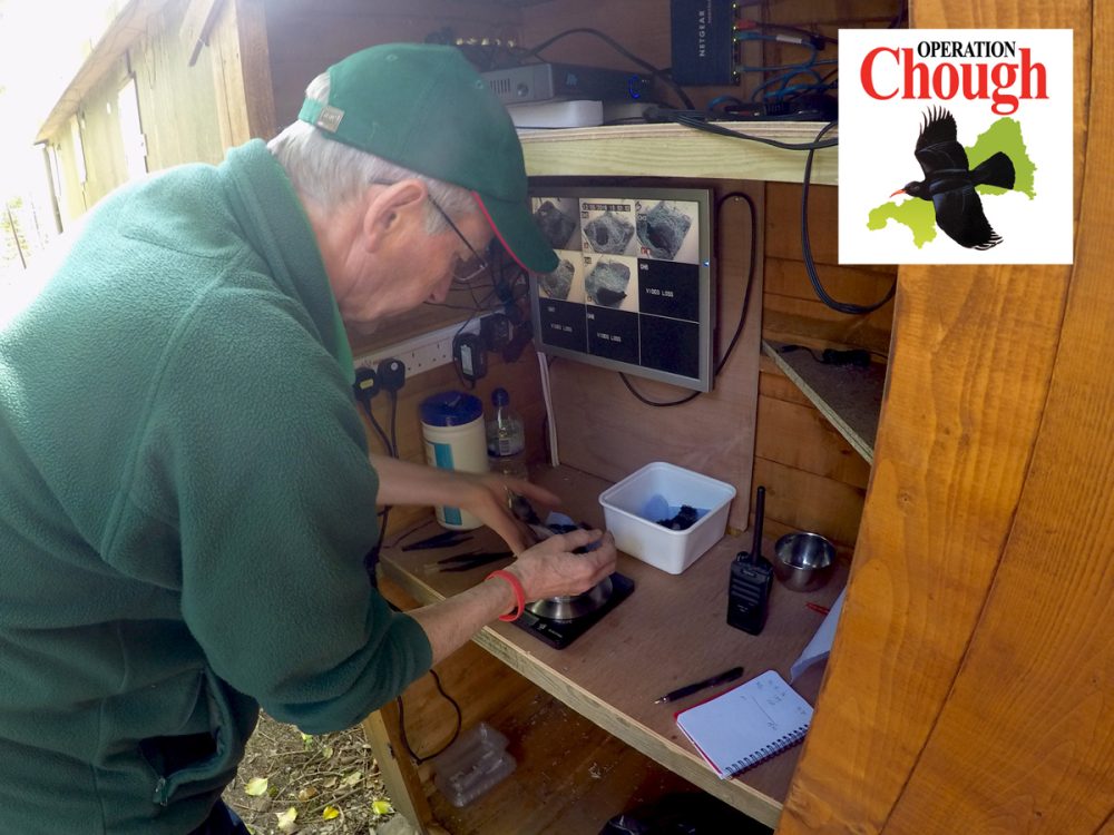 Operation Chough Webcam - Paradise Park