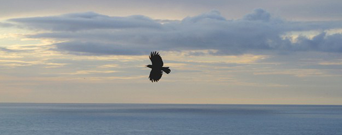 Happy Birthday Operation Chough! - Paradise Park