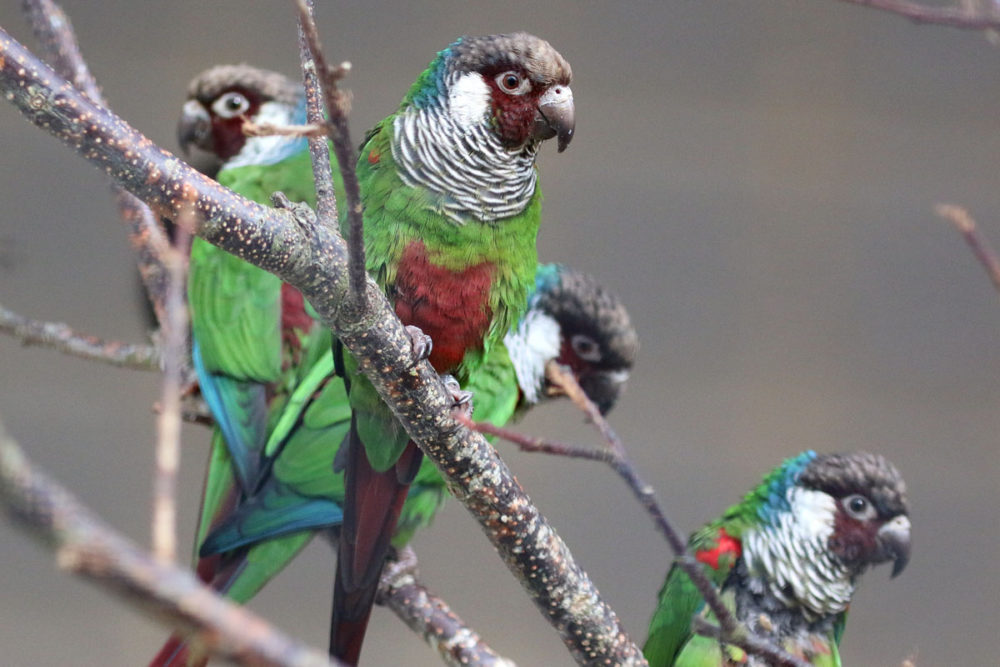 Five little wriggling Conure chicks - Paradise Park