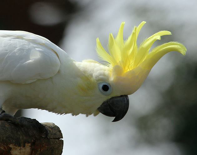 Breeding success for rare cockatoos - Paradise Park