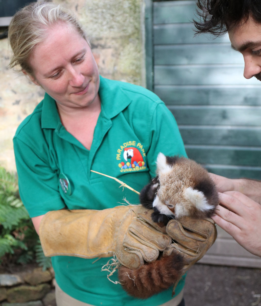 Red Panda Cub is a boy and been named 'Koda' - Paradise Park