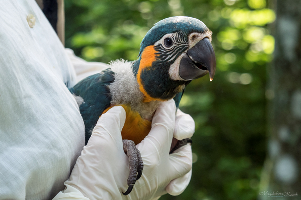 Bolivian Community Creates Vast Reserve to Protect Critically ...