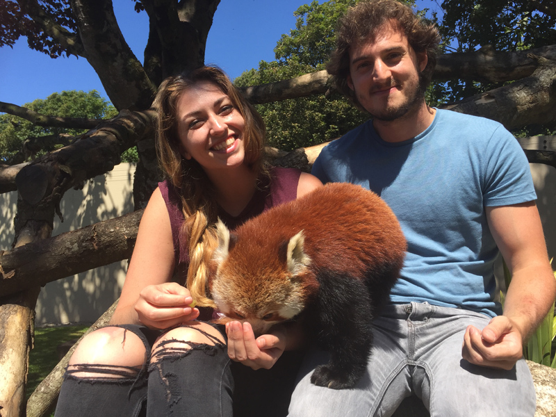 What People Say about the Red Panda Experience - Paradise Park
