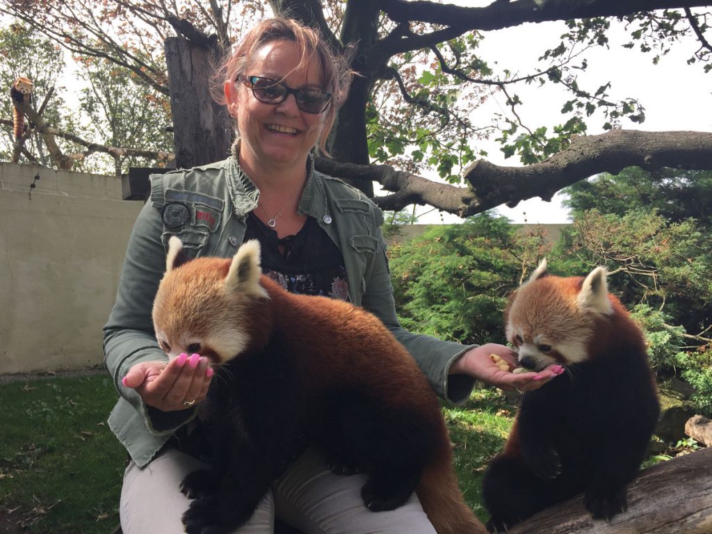 What People Say about the Red Panda Experience - Paradise Park
