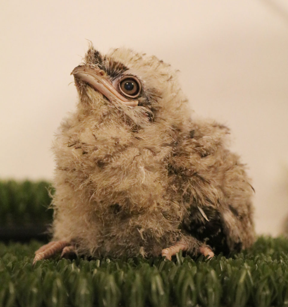 Tawny Frogmouth Chicks - Paradise Park
