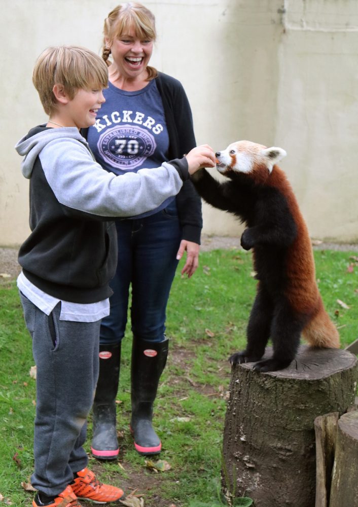 Alex fundraises at School for Red Pandas! - Paradise Park