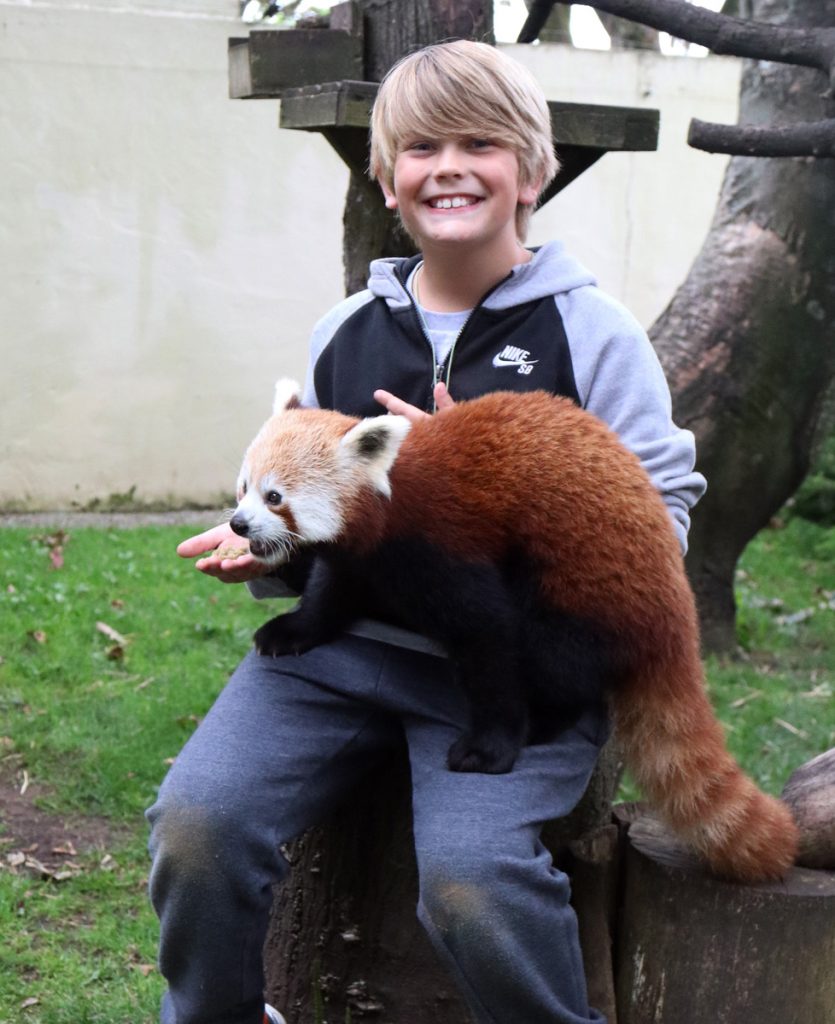 Alex fundraises at School for Red Pandas! - Paradise Park