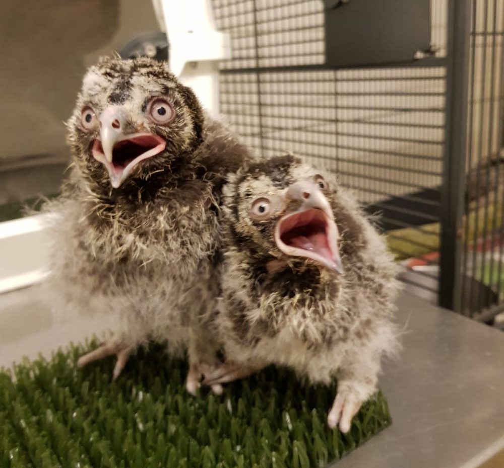 Five Great Grey Owl chicks hatch - Paradise Park