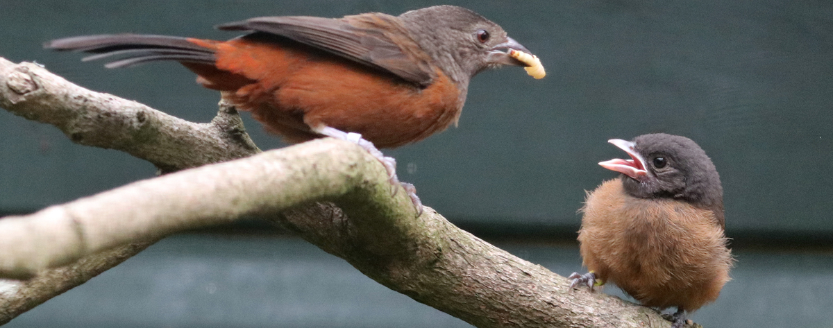 Brazilian Tanager chick bred at Paradise Park - Paradise Park
