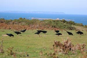 Jersey Chough Update - Paradise Park