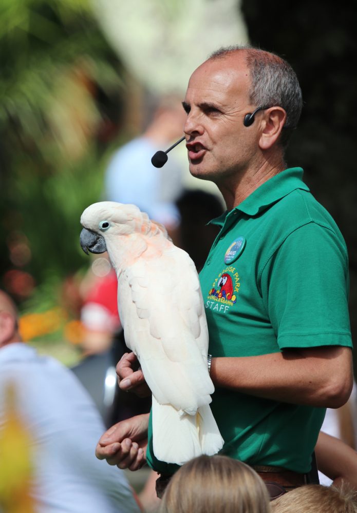 Summer of Parrots at Paradise Park - Paradise Park