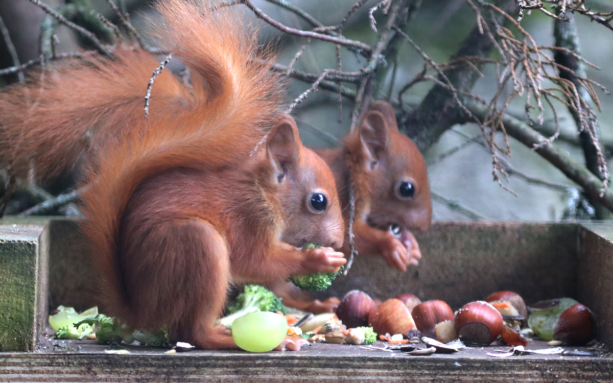 HRH Prince Charles hands-on with Cornwall’s Red Squirrel Project ...