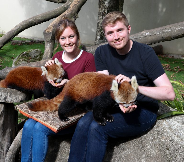 The Red Panda Experience - Paradise Park
