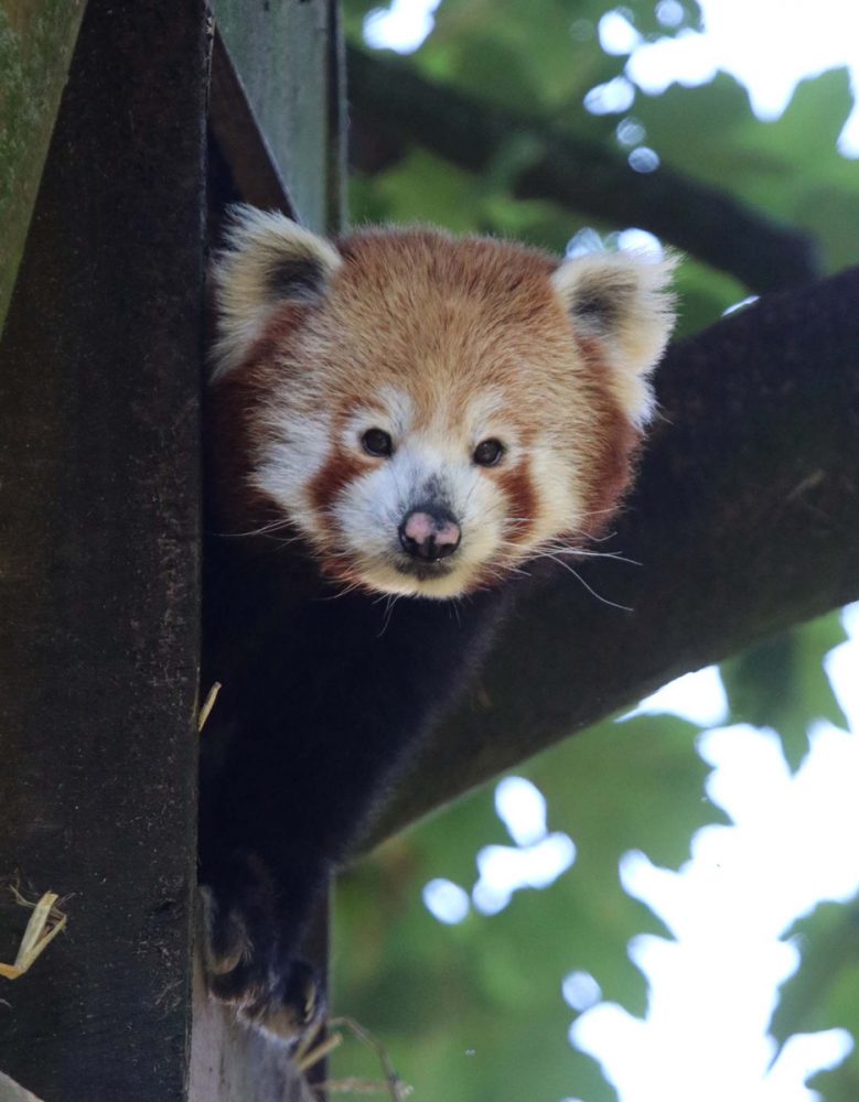 Sad passing of Red Panda Lang Za - Paradise Park