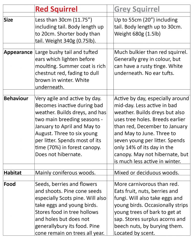The Red Squirrel Project Cornwall - Paradise Park