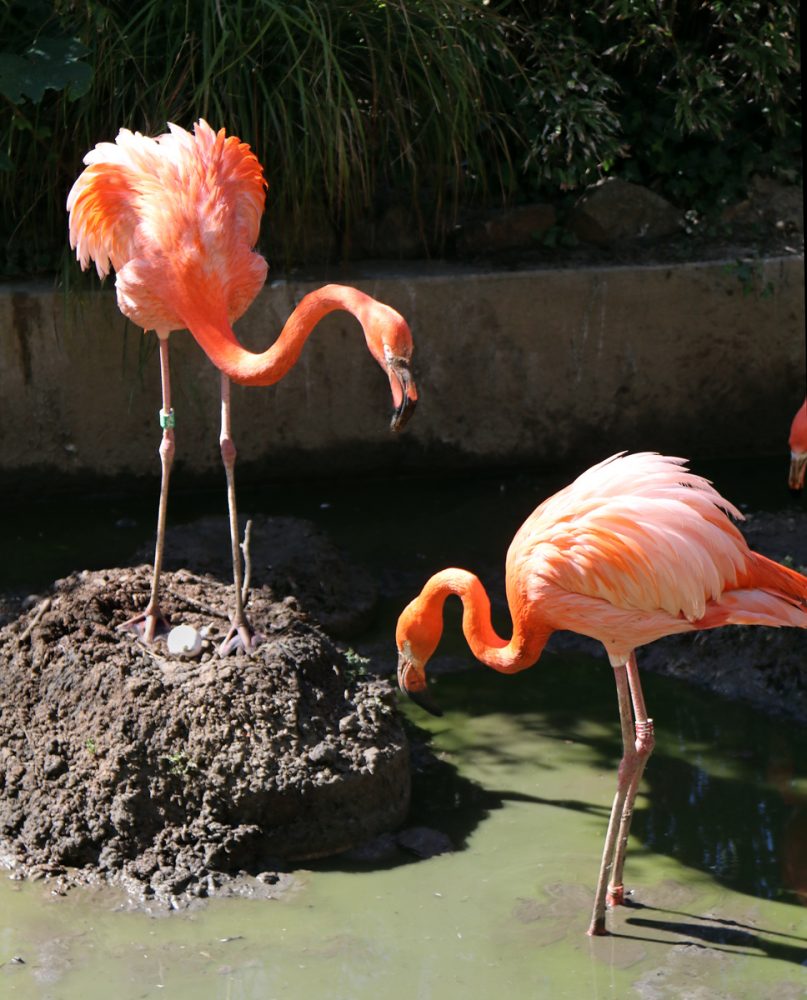New Flamingo Webcam Launched - Paradise Park