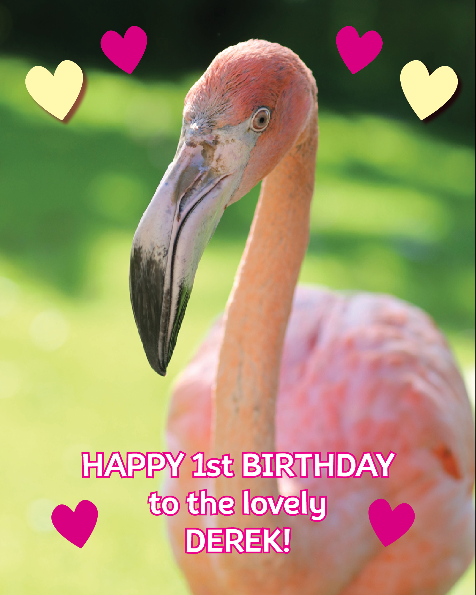 Flamingo Chick Derek hatched 2019 - Paradise Park