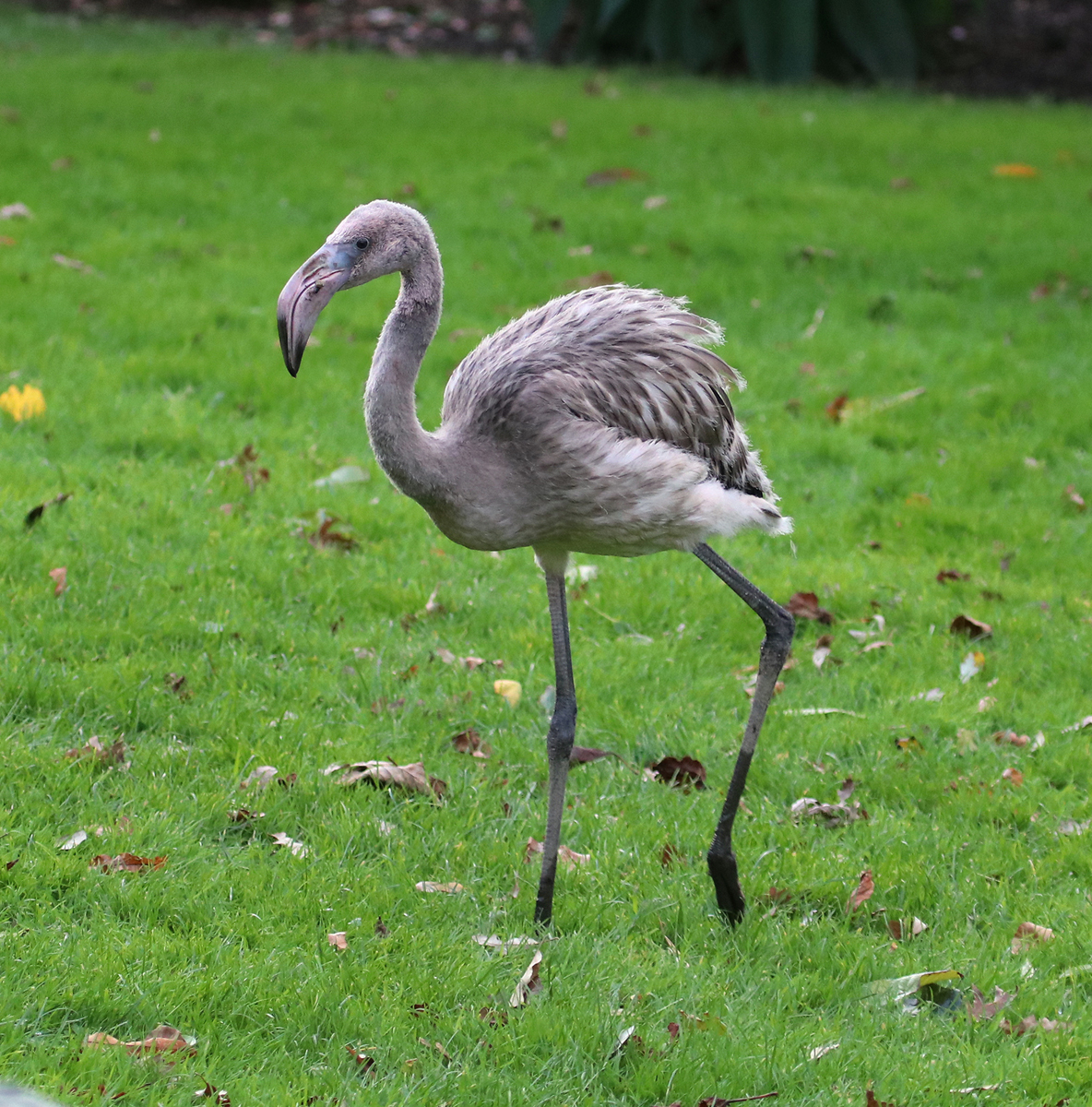 Flamingo Chick Derek hatched 2019 - Paradise Park