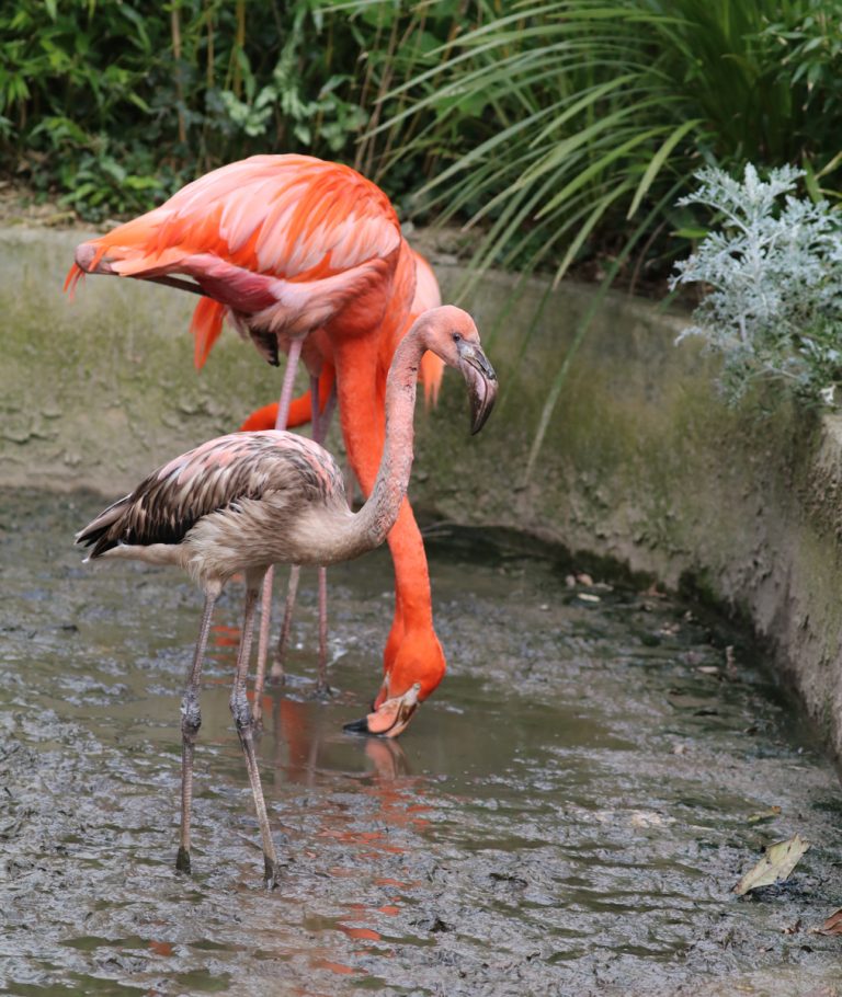 Flamingo Chick Derek hatched 2019 - Paradise Park