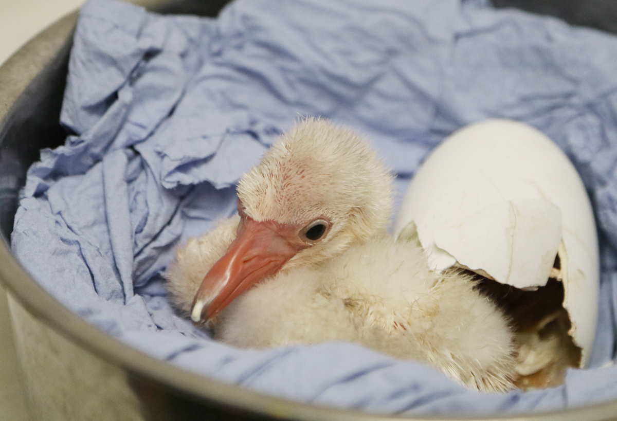 First ever Caribbean Flamingo chick - Paradise Park