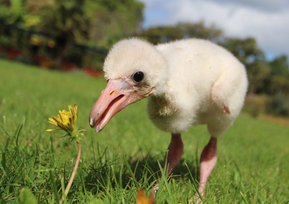 Flamingo Chick Update - Paradise Park