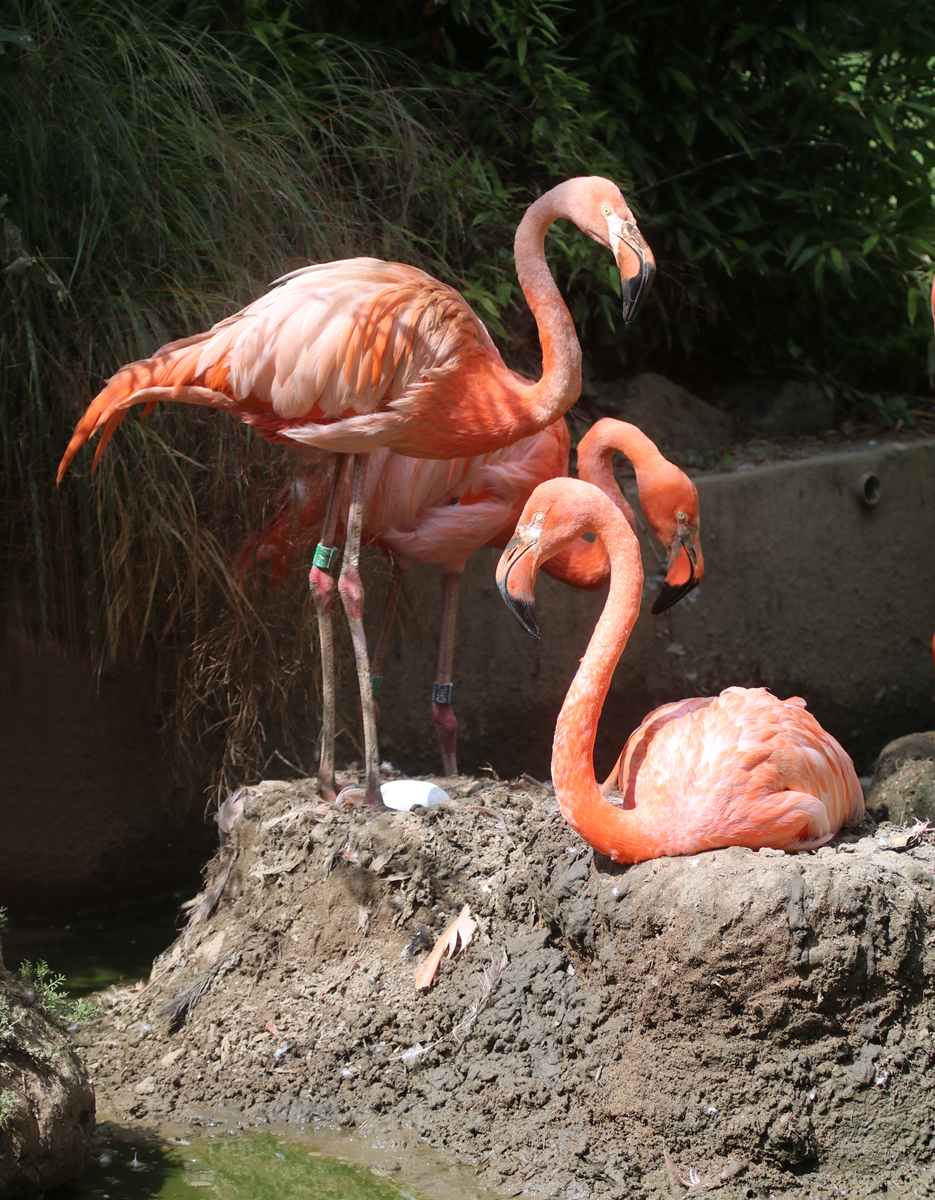 First ever Caribbean Flamingo chick - Paradise Park