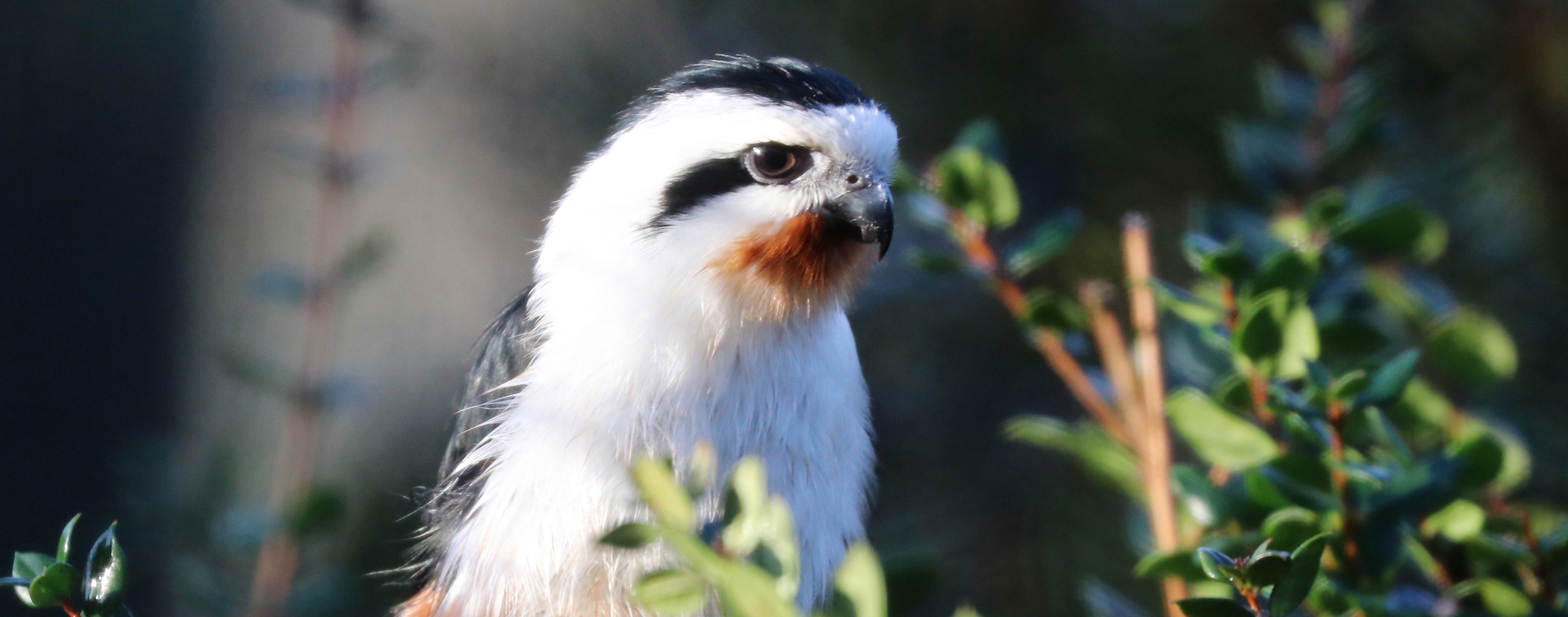 Only place in Europe to see pocket-sized Collared Falconets - Paradise ...