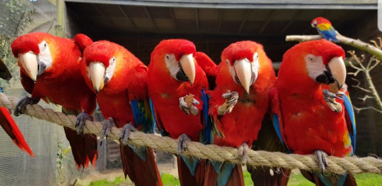Impressive Scarlet Macaw flying spectacle - Paradise Park