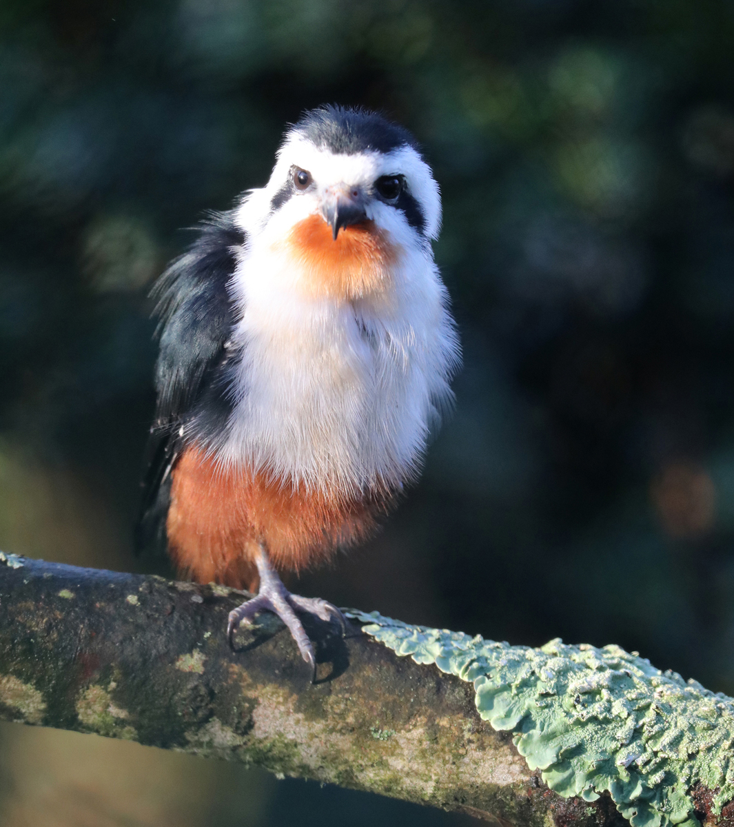Only place in Europe to see pocket-sized Collared Falconets - Paradise ...
