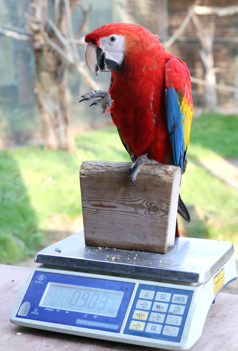 Impressive Scarlet Macaw flying spectacle - Paradise Park