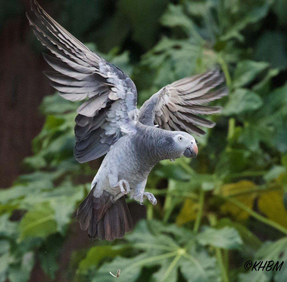 The sad passing of Thomas the Timneh Grey Parrot - Paradise Park