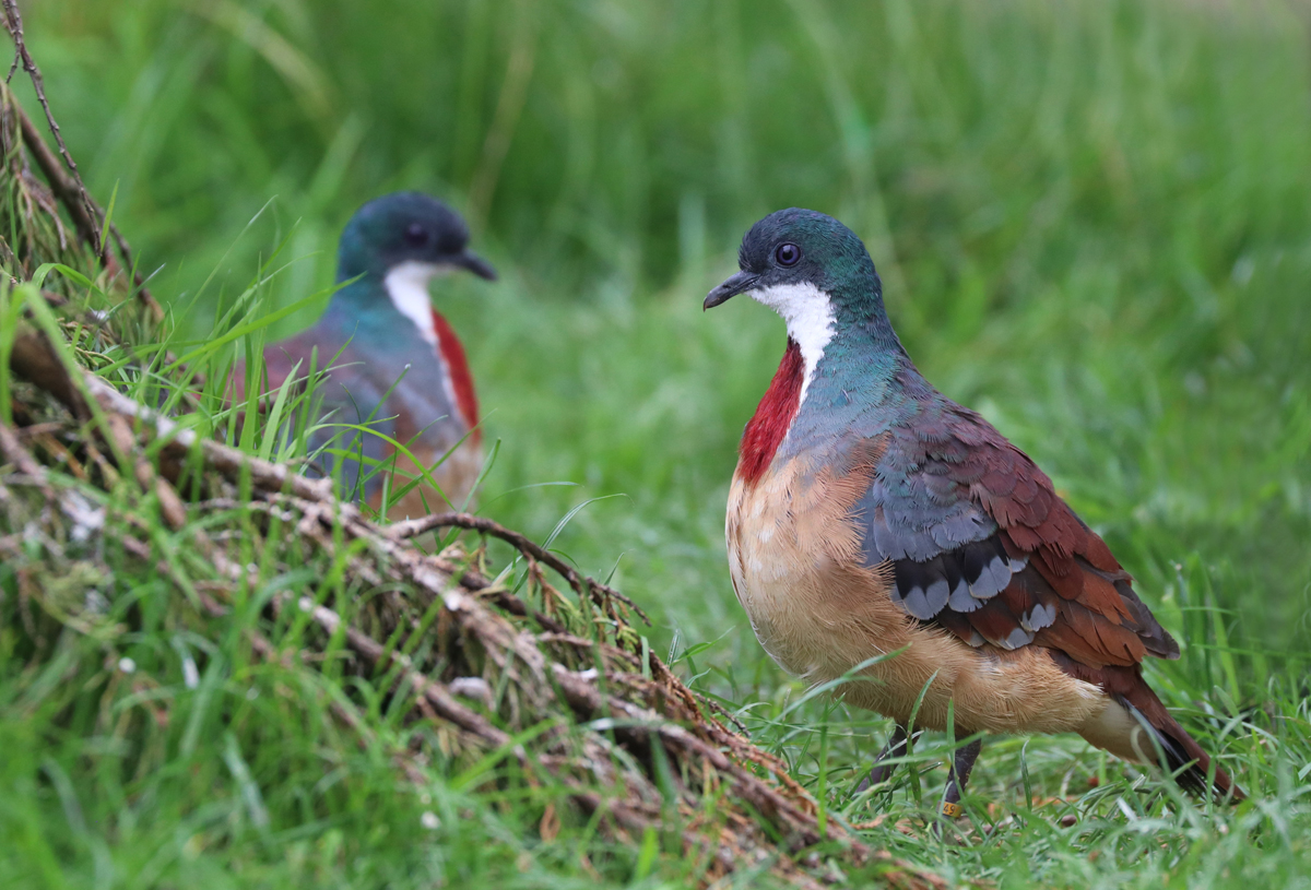 The Tropics exhibit and Walk Through Aviary - Paradise Park