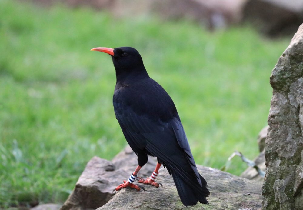 Highly successful Red-billed Chough reintroduction work - Paradise Park