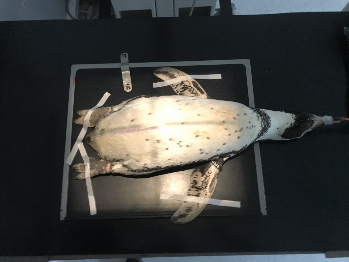 Penguin's x-ray showed why she was limping, and more... - Paradise Park
