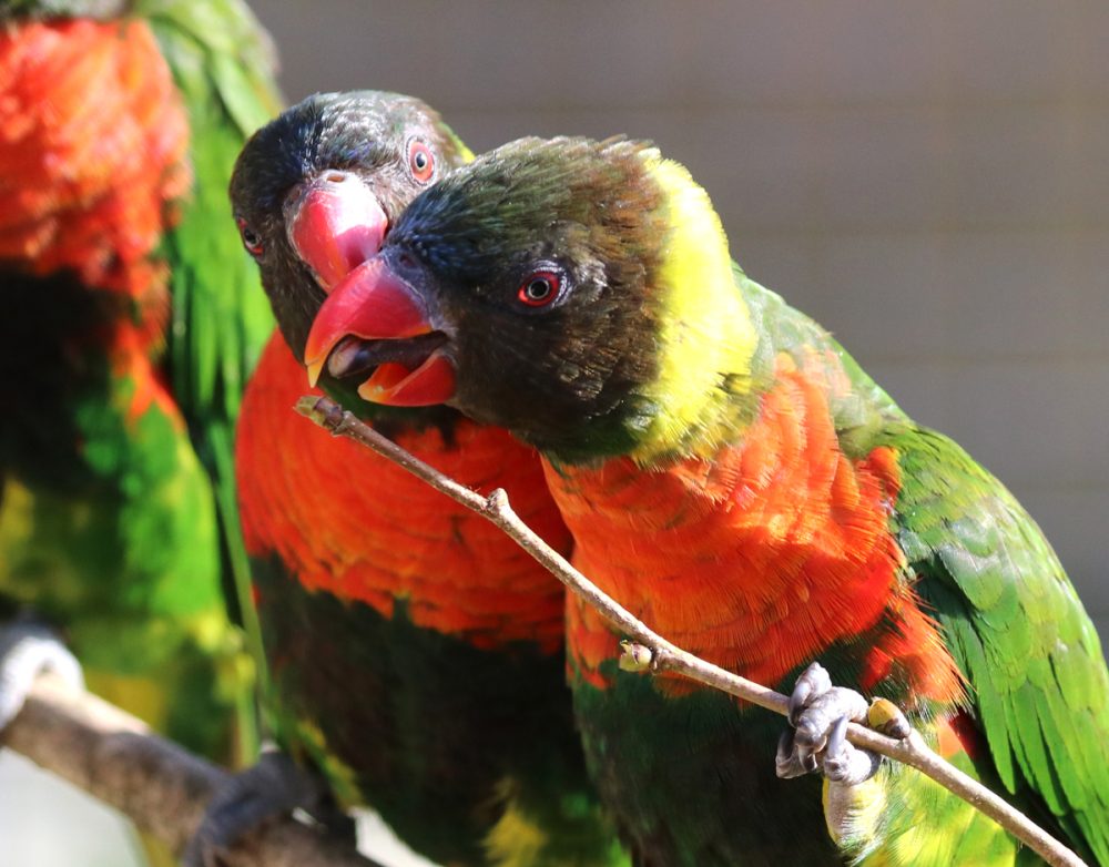 The Tropics exhibit and Walk Through Aviary - Paradise Park