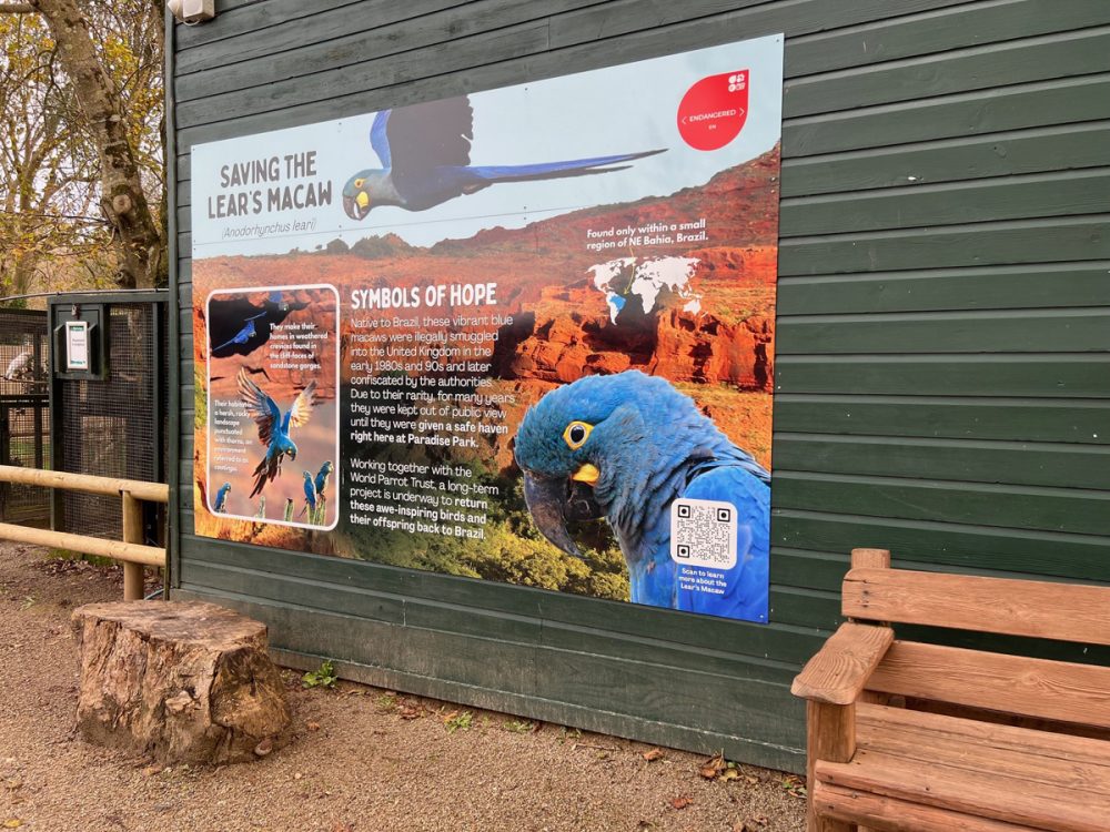 Endangered-lear's-macaws-find-refuge