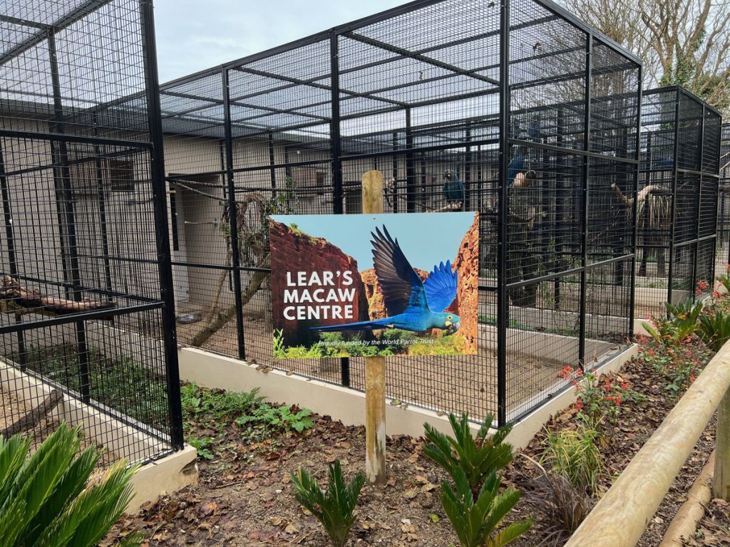 Endangered-lear's-macaws-find-refuge