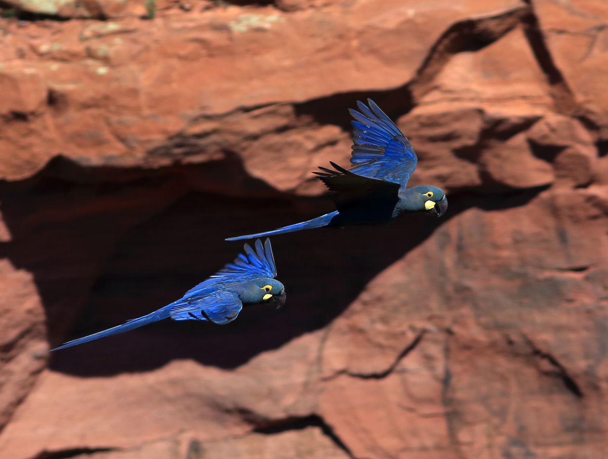 Endangered-lear's-macaws-find-refuge