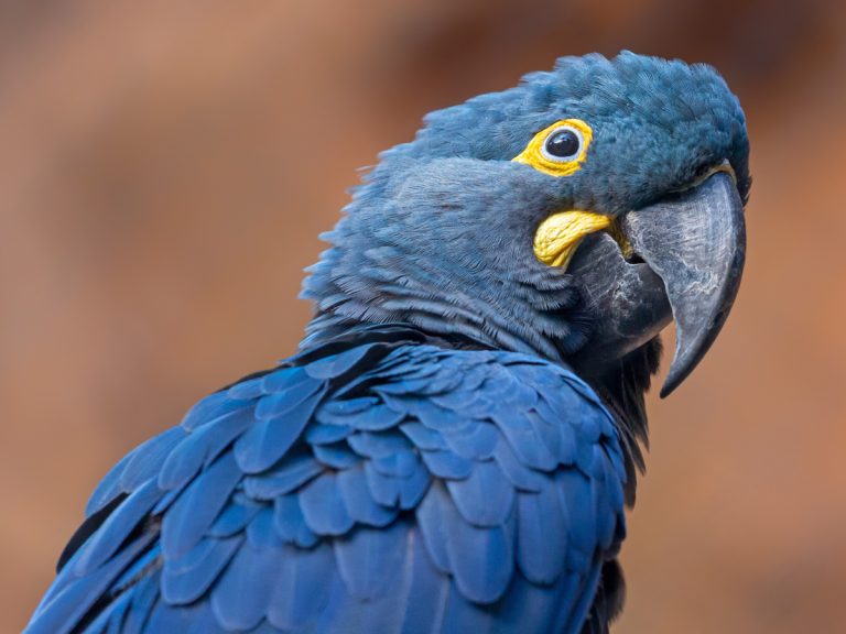 Endangered-lear's-macaws-find-refuge