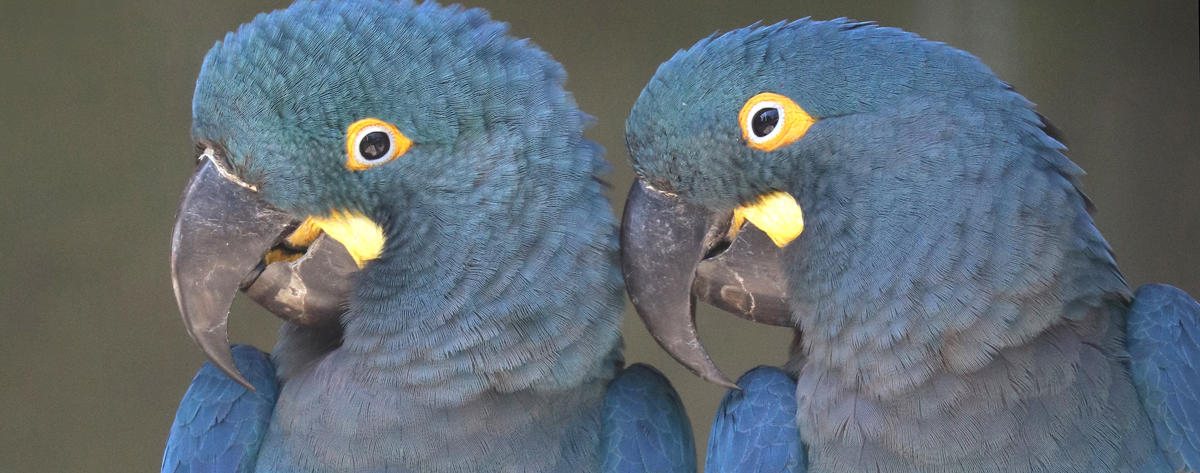 Endangered-lear's-macaws-find-refuge
